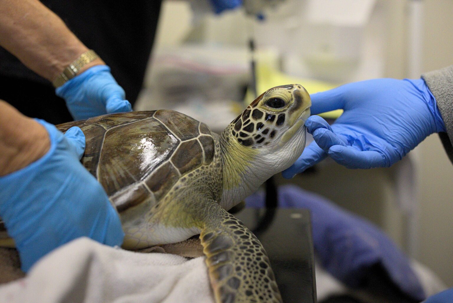 Gulf Center For Sea Turtle Research Rescues Cold-Stunned Turtles - bldg. 311